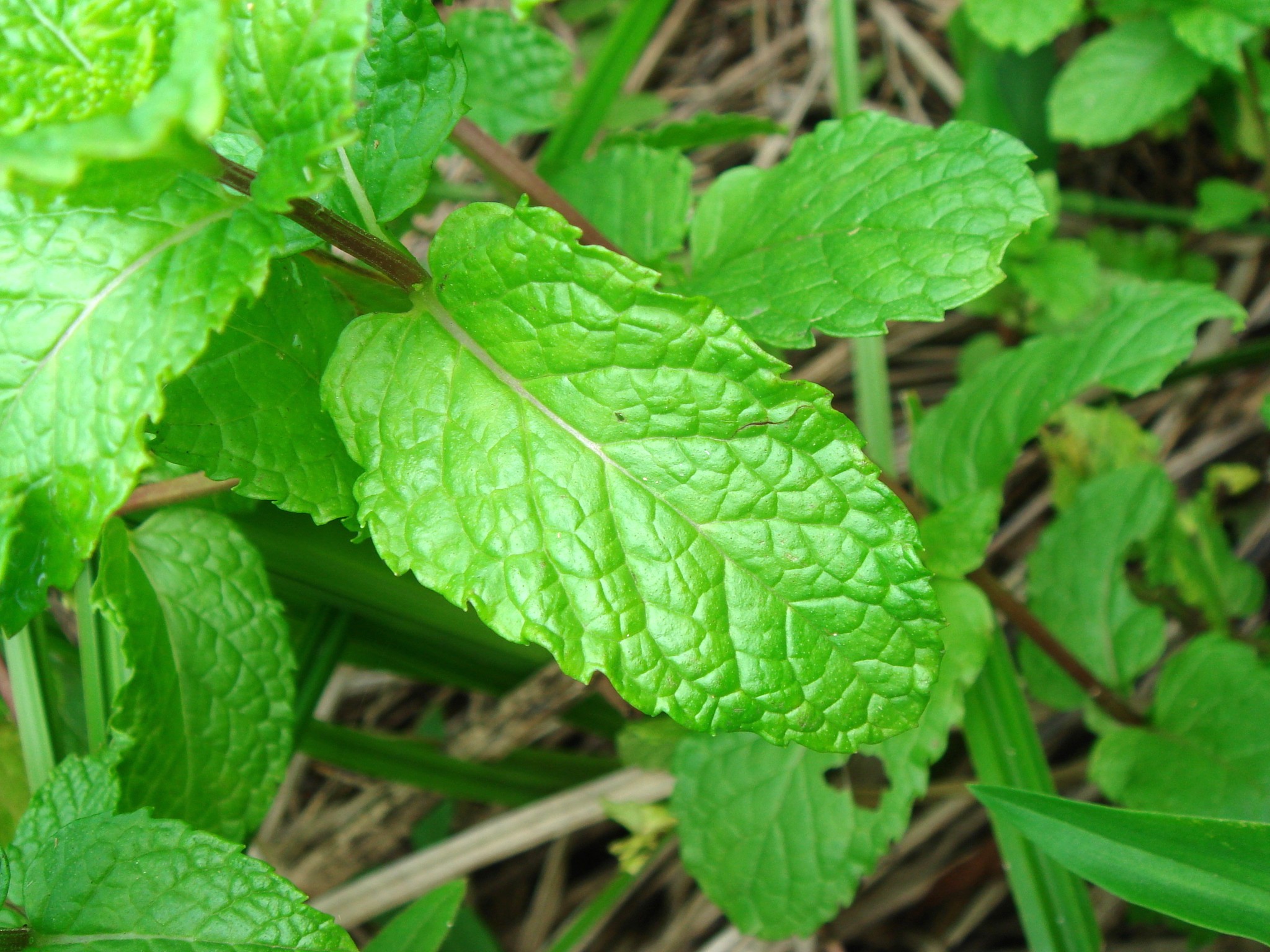 Mentha spicata L.
